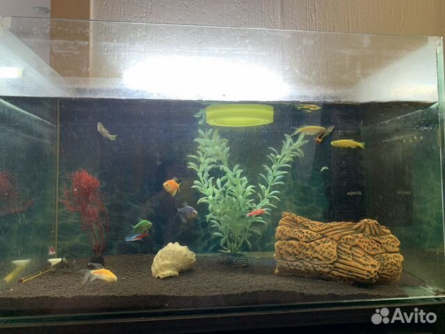 Аквариум с рыбками