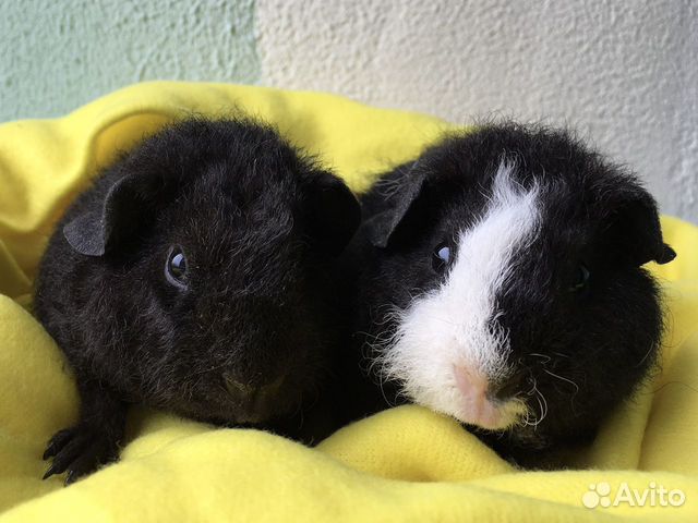 Морские свинки, Американский тедди