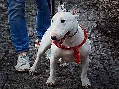 What Breed Of Dog Is Chico From Next Friday