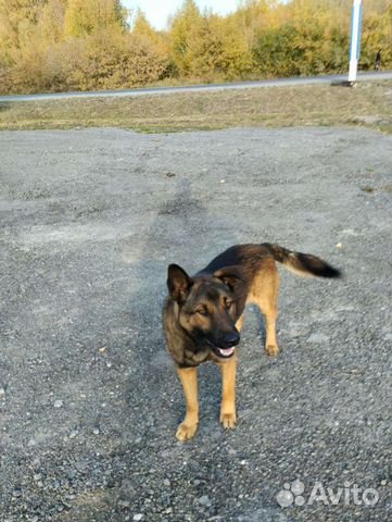 Собака помесь немецкой овчарки кобель 3 года