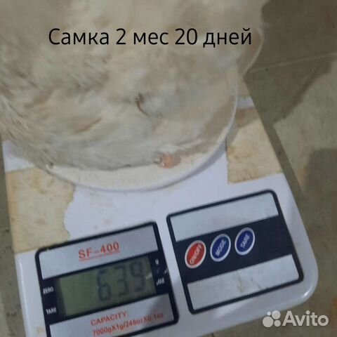 Инкубационное яйцо Белый гигант