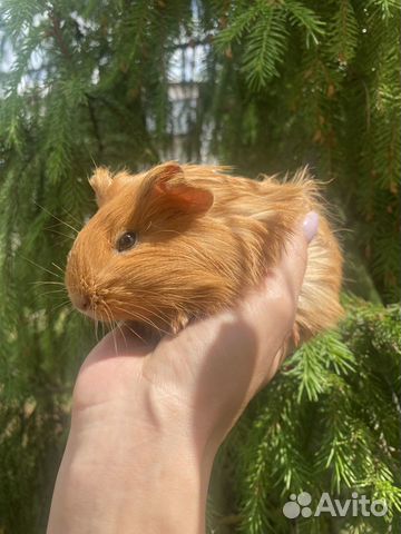 Морская свинка шелти