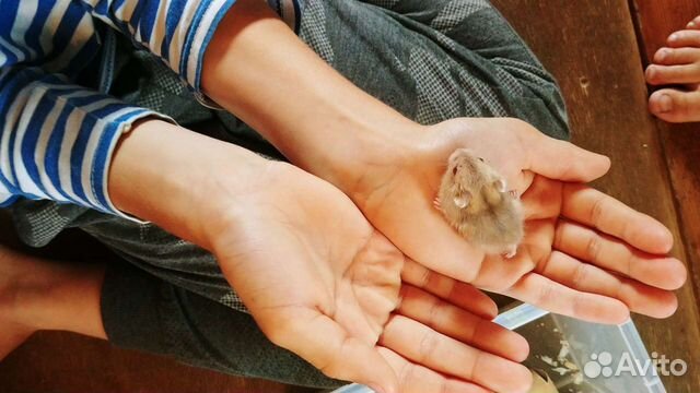 Джунгарские хомячки