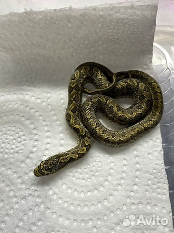 Узорчатые полоза