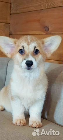 Вельш-корги щенки