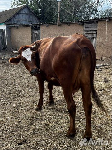 Корова дойная