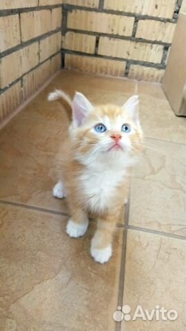 Котёнок рыжее солнышко