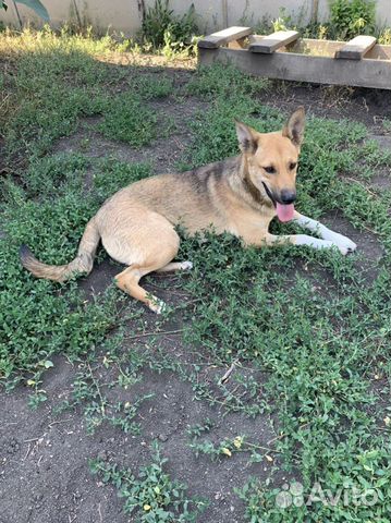 Ищем дом Баффи