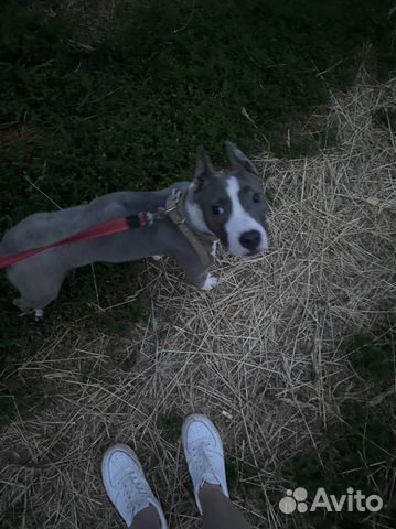 Стаффордширский терьер щенок