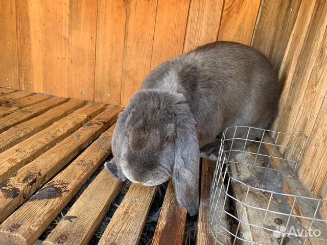 Продам кроликов