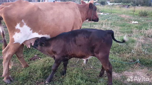 Корова дойная