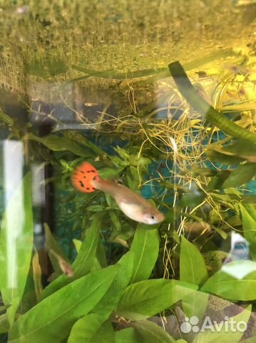 Мальки гуппи подросшие