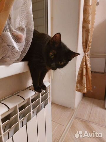 Кошка в дар бесплатно