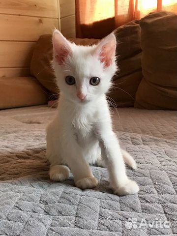 Белый котенок мальчик