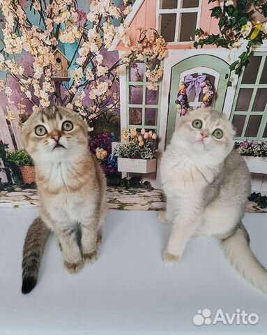 Красивые котята скоттиш килт фолд