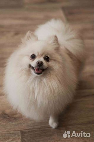 Взрослая девочка шпиц