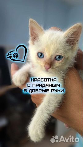 Красотка с приданым в добрые руки