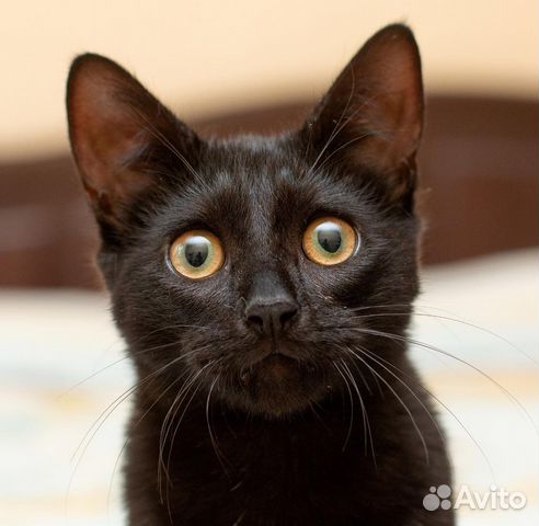 Котенок Зорро в поисках дома