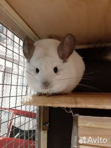 Мальчишка Беляш