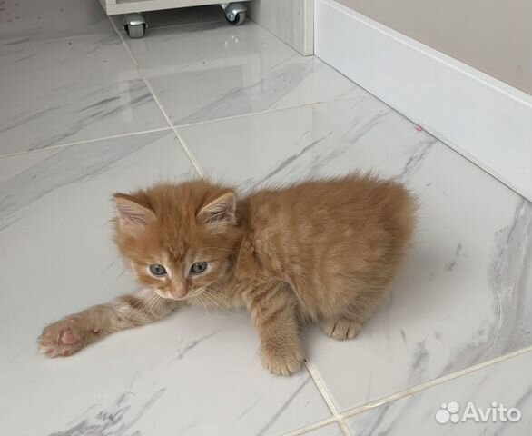 Продаются котята Японский бобтейл