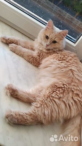 Кошка в дар