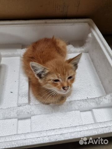 Котенок рыжик