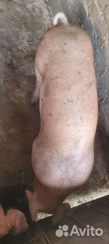 Дюрок-пьетрен