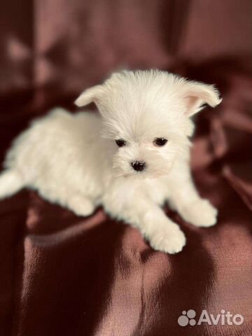 Мальтипу f1 micro мальчик