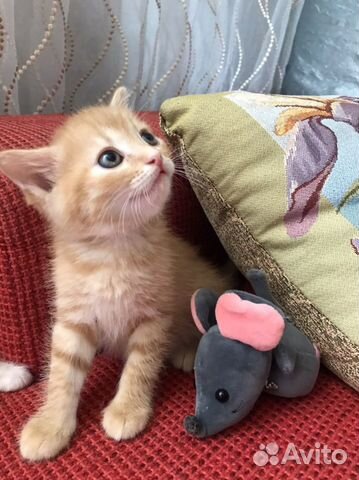 Котенок