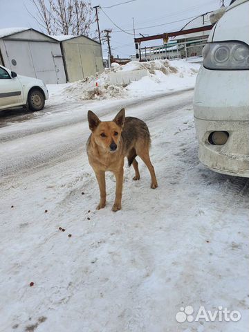 Собака