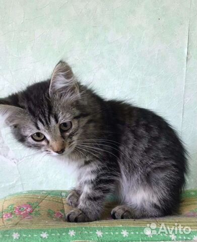 Домашний сибирский котенок, девочка