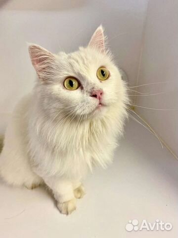 Белоснежка ищет дом