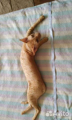 Кот