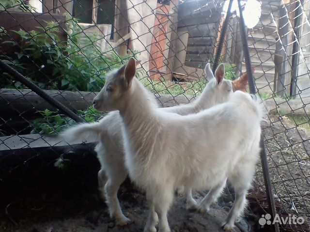 Козел зааненский