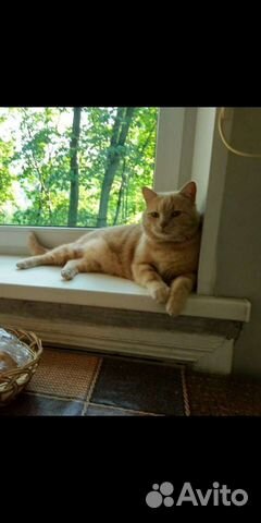 Британский кот