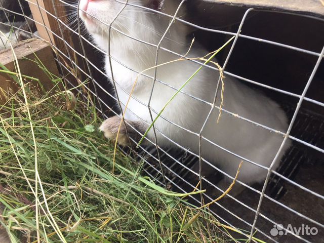 Кролики великаны