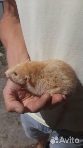 Отдаю крысу