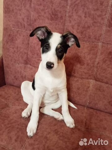 Добрая умная щенок Эмма 3,5мес