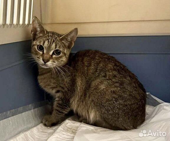 Котенок в дар