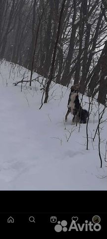 Востояно-сибирская лайка