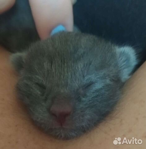 Котёнок "Дымок" в добрые руки