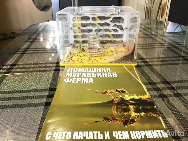 Продам муравьиную ферму