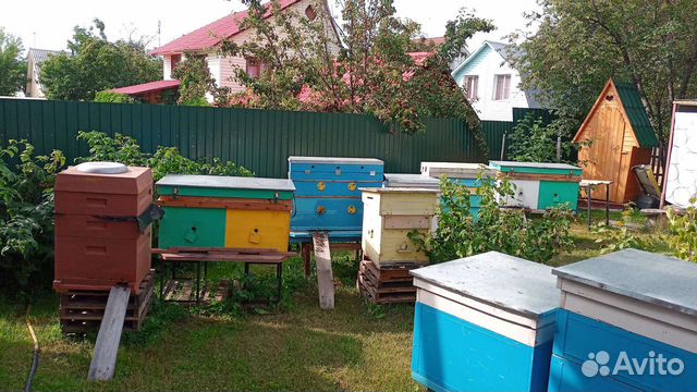 Семьи пчел, улей с пчелами