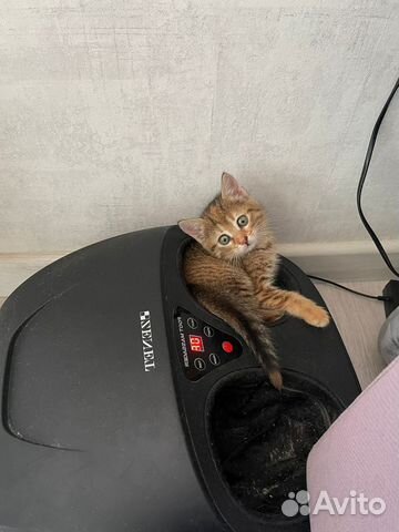 Котенок