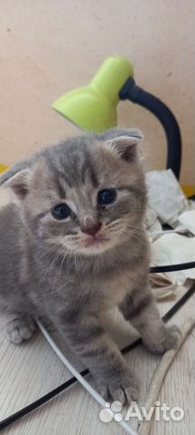 Вислоухие шотландские котята