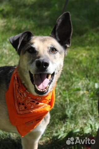 Паша удивительный взрослый пес