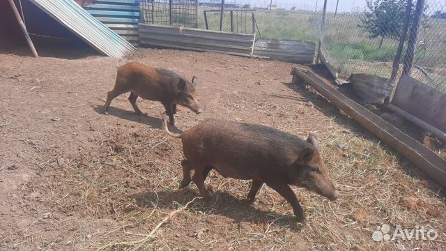 Дикие свиньи