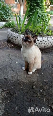 Домашние животные кошки