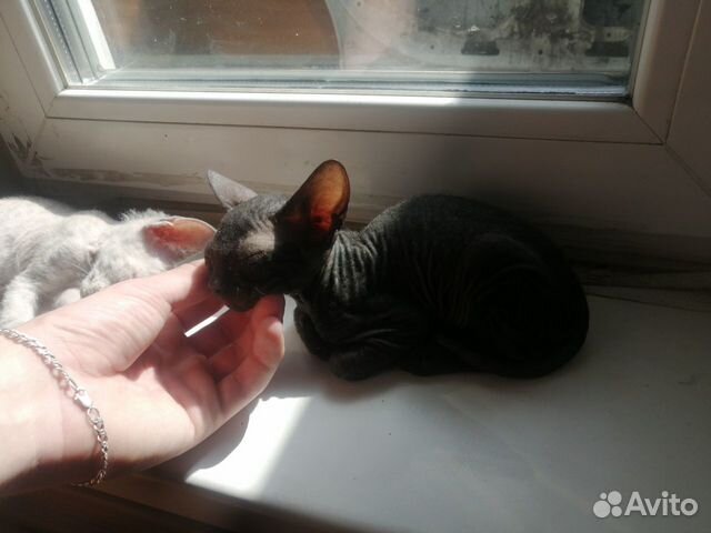 Канадский сфинкс браш