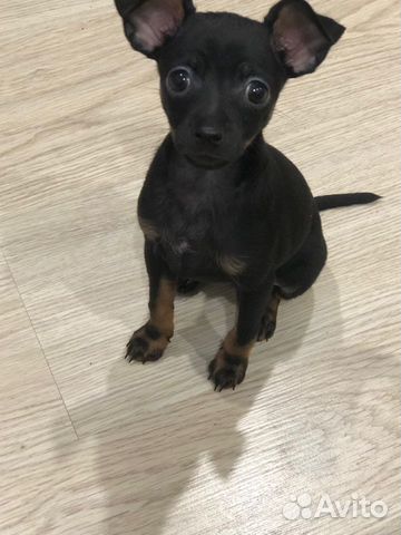 Мини той-терьер